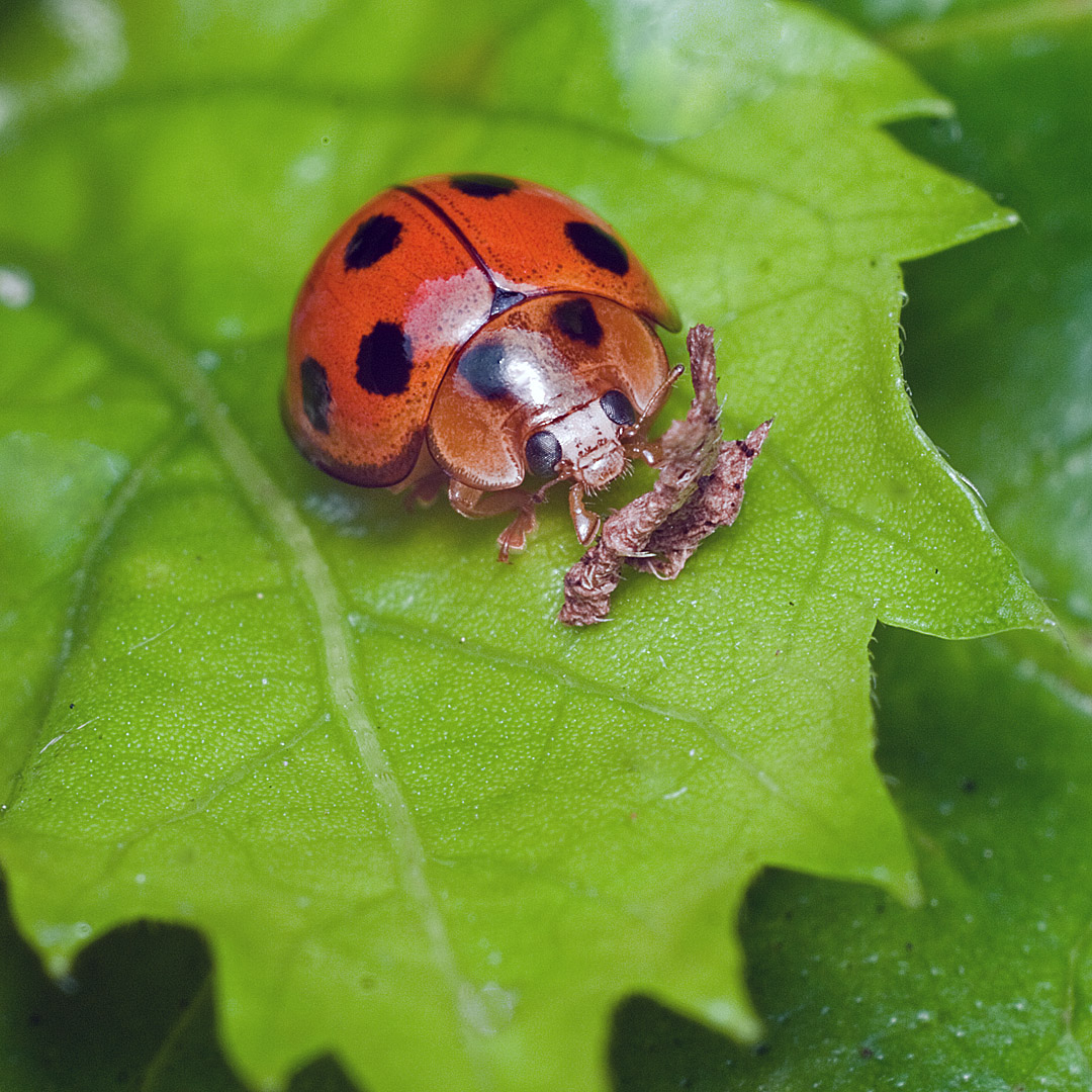Atlas dos Insetos | Heinrich Böll Stiftung - Rio de Janeiro Office