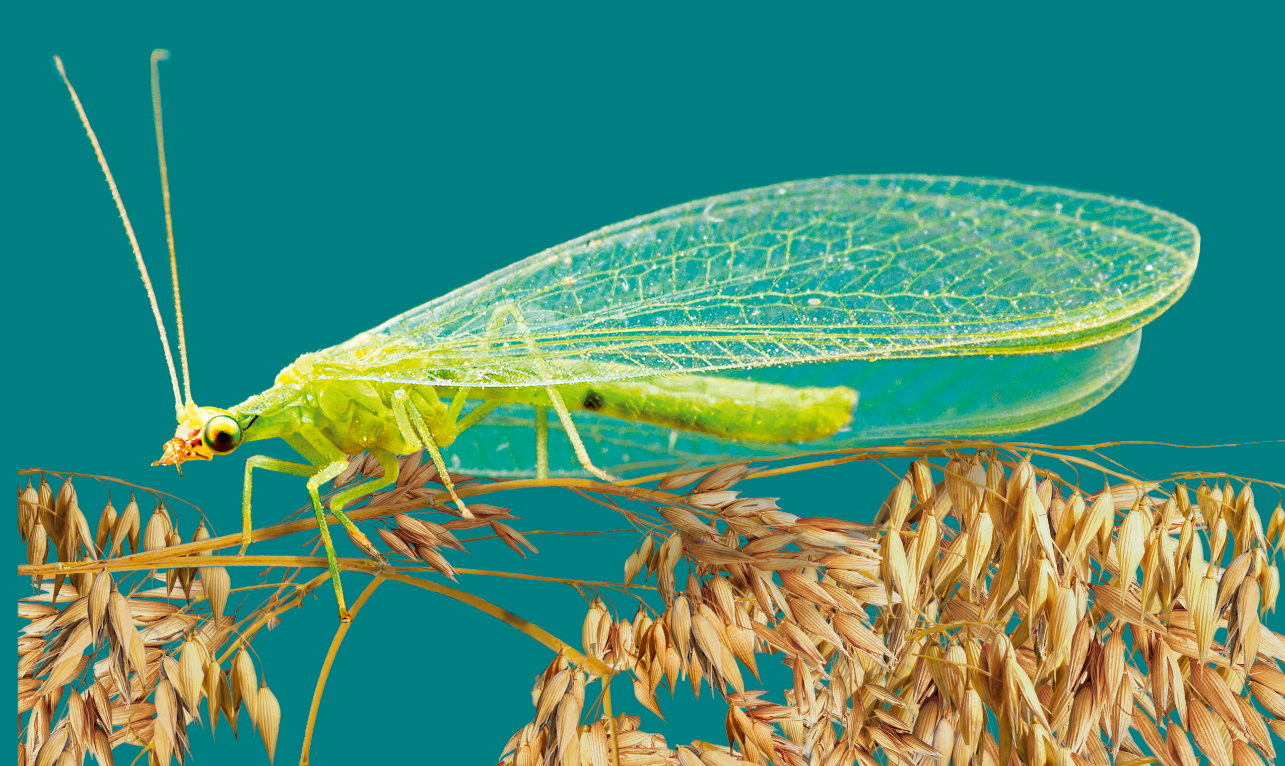 Atlas dos Insetos | Heinrich Böll Stiftung - Rio de Janeiro | Brasil