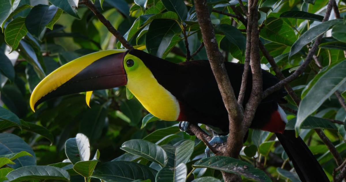 CBD COP 15: A biodiversidade de ‘Paris’ ou de ‘Copenhagen’? | Heinrich ...